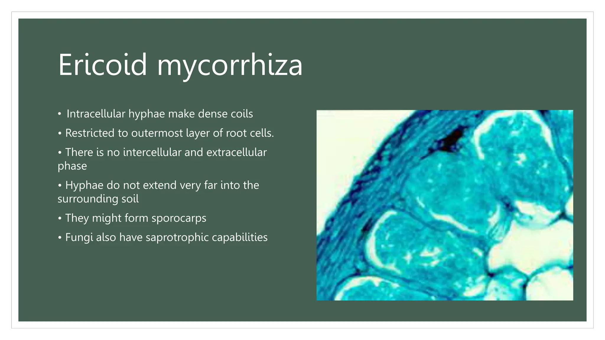 SYMBIONTIC RELATIONSHIP in Fungi in Pakistan.pptx