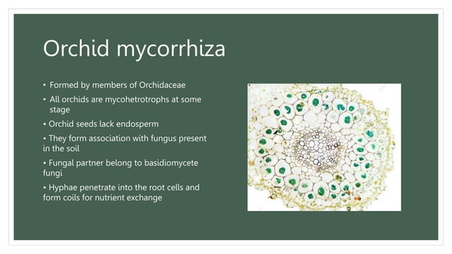 SYMBIONTIC RELATIONSHIP in Fungi in Pakistan.pptx