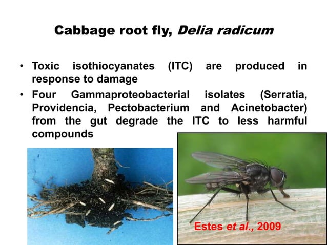 Symbiont mediated protection in insect hosts | PPTX