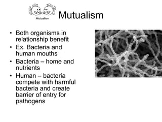 Symbiosis | PPT