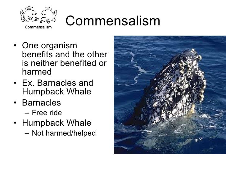 Commensalism Barnacles And Whales Drawing Symbiosis “Living