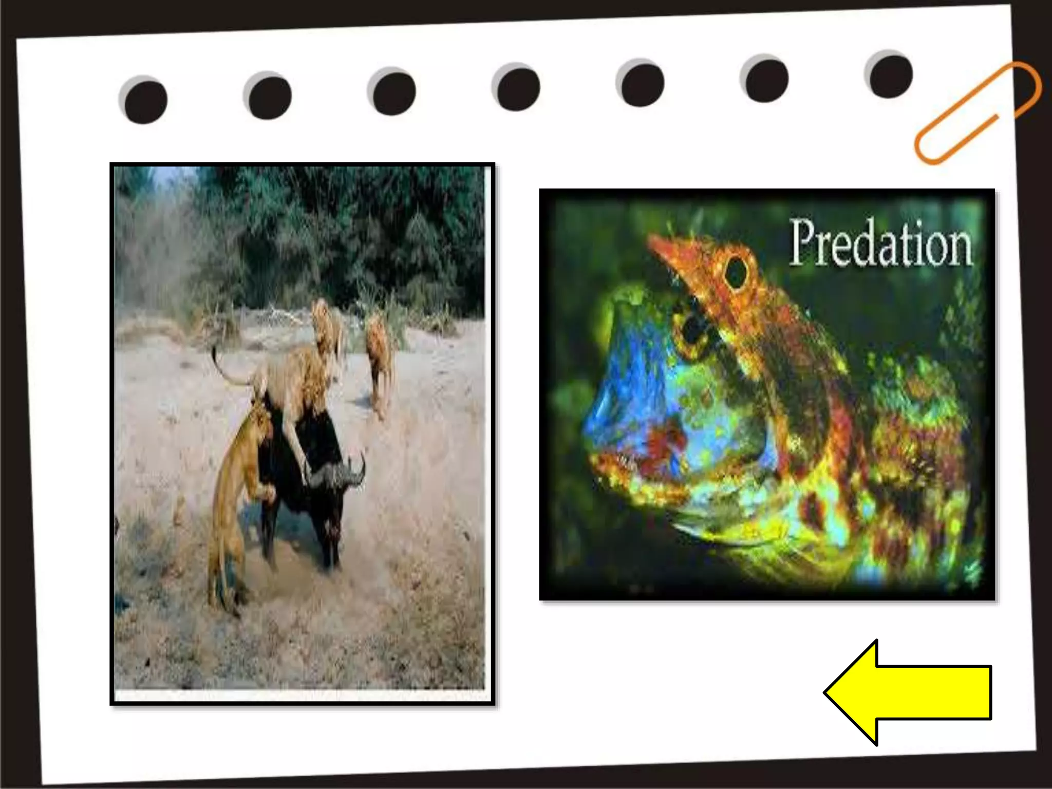 Symbiosis Powerpoint Presentation | PPTX