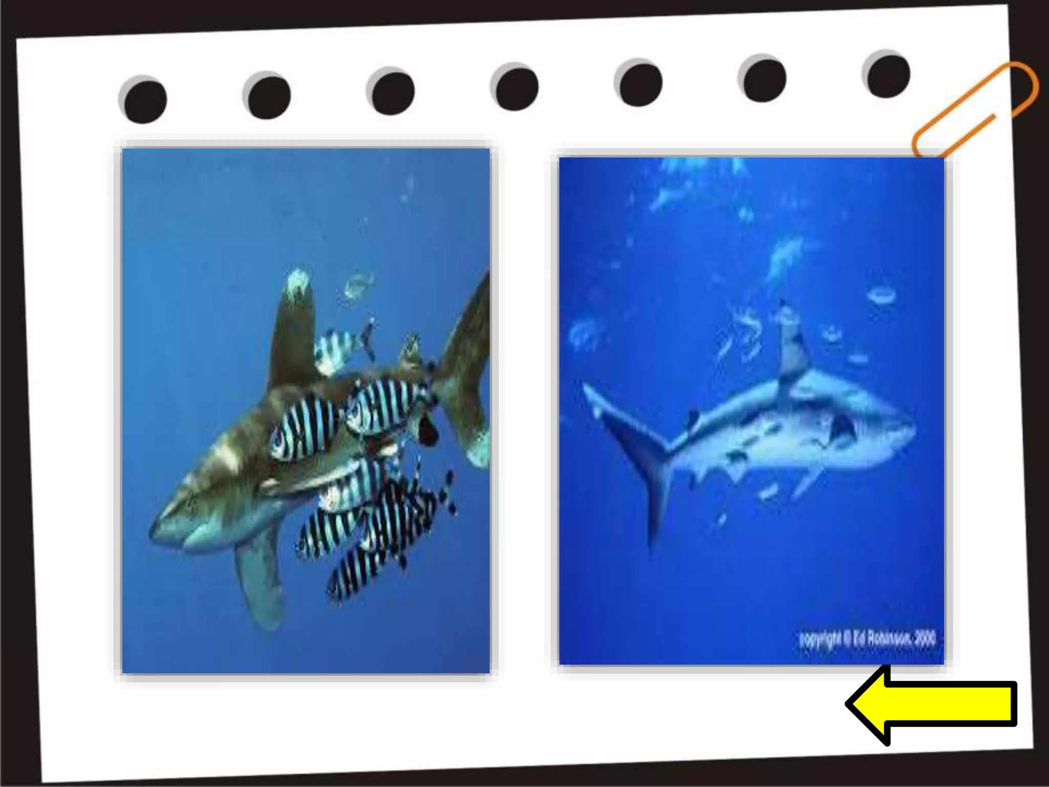 Symbiosis Powerpoint Presentation | PPTX