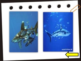 Symbiosis Powerpoint Presentation | PPTX