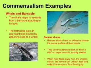 symbiosis.pdf
