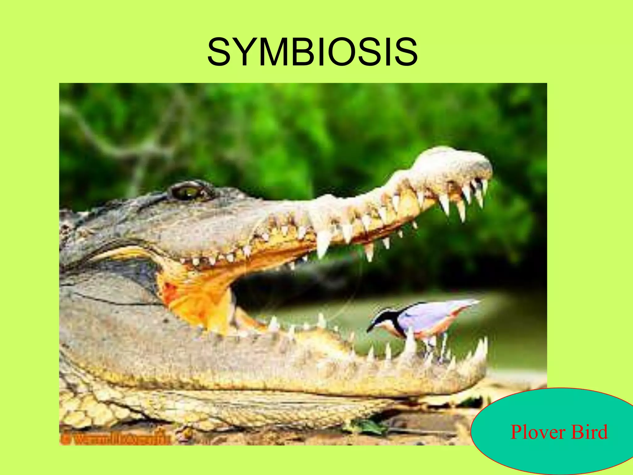 Understanding Symbiosis | PPT