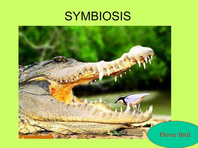 Understanding Symbiosis | PPT
