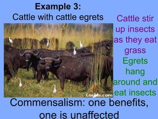 Understanding Symbiosis | PDF
