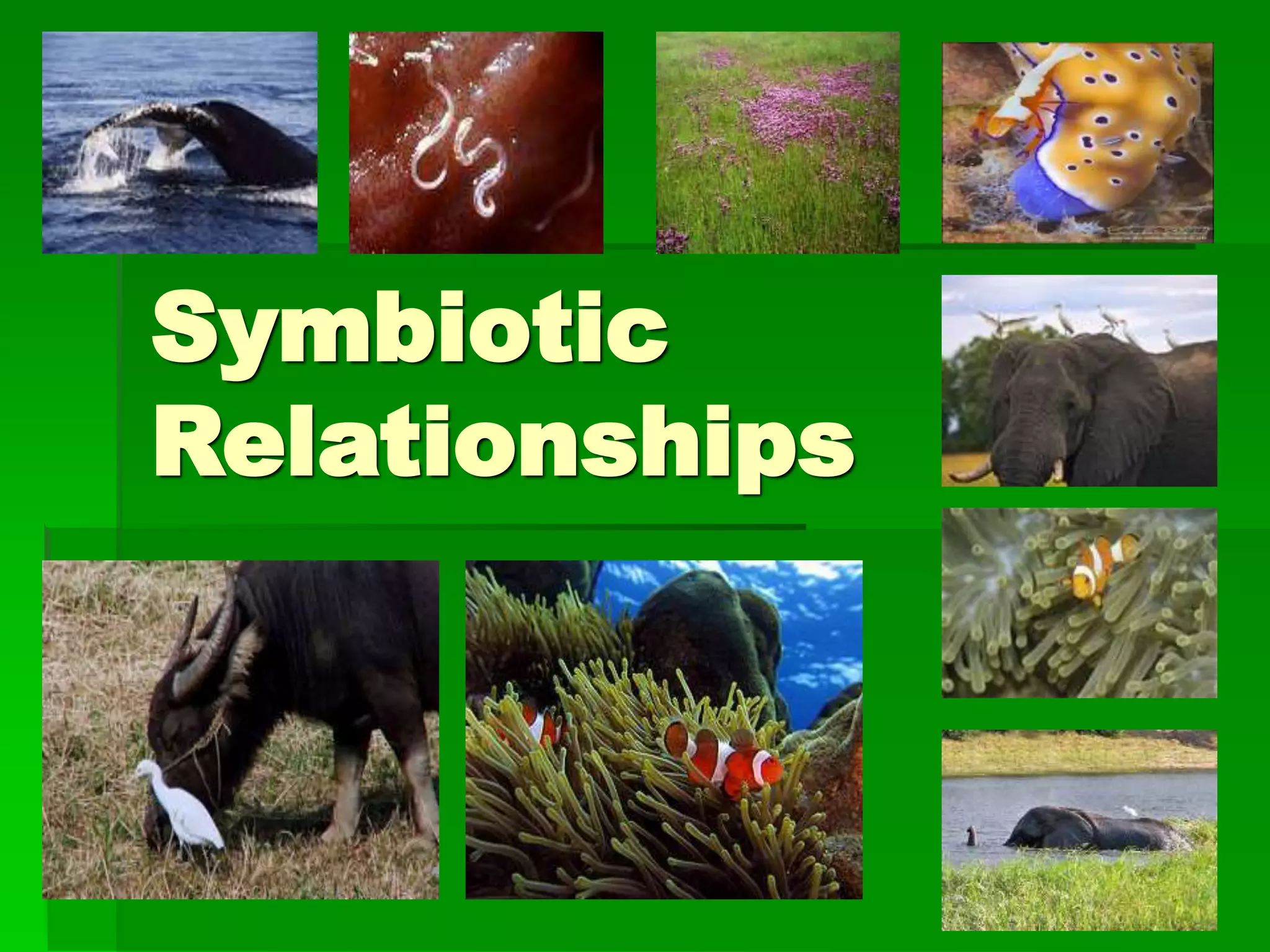 Symbiosis.ppt