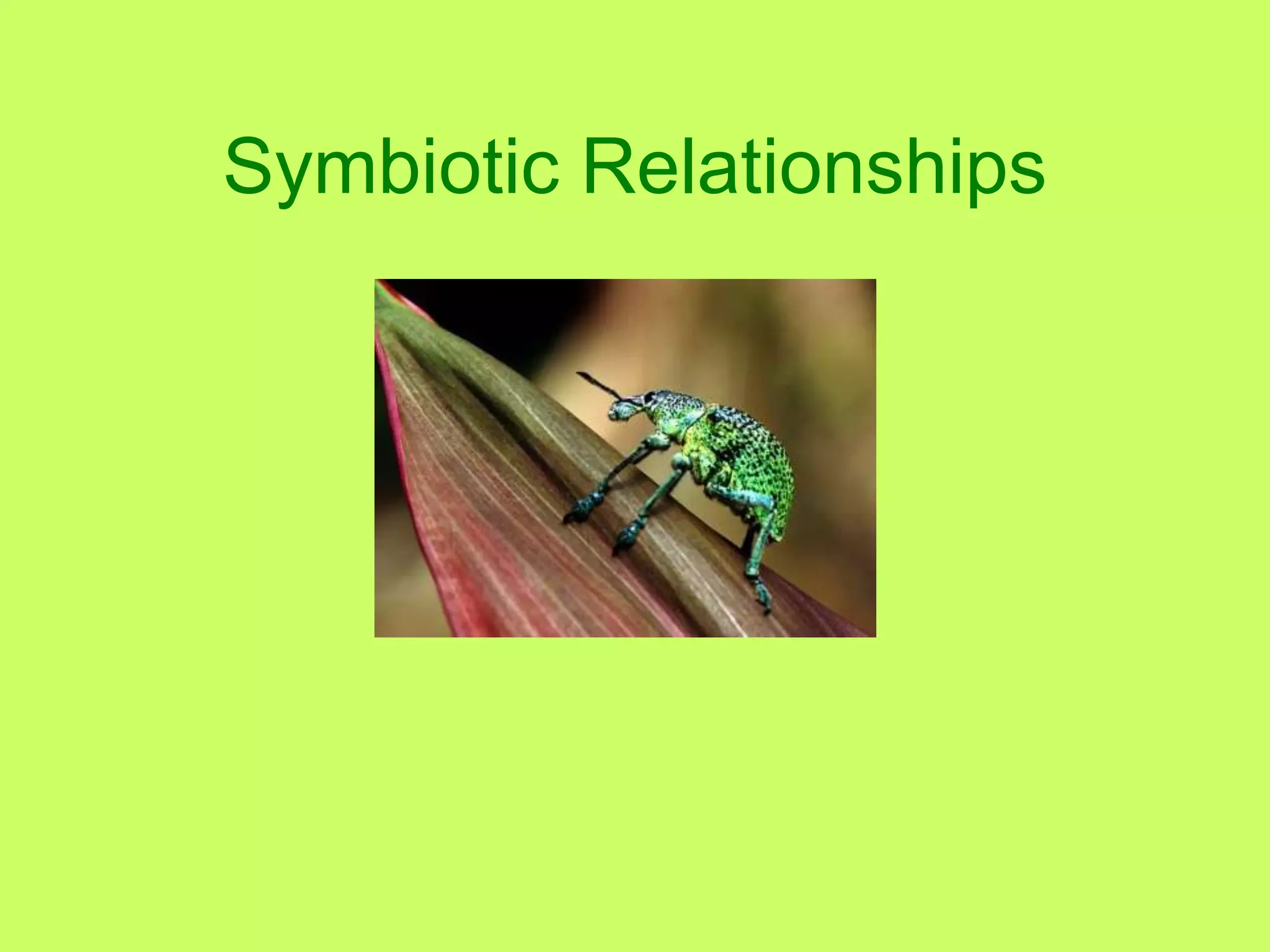 symbiont | PPT
