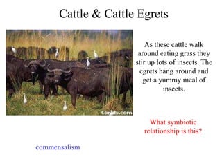 symbiosis.ppt interation within ecosystem | PPT