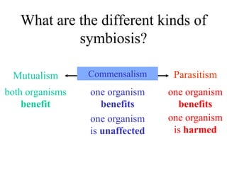 symbiosis.ppt interation within ecosystem | PPT