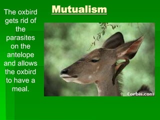 Symbiosis (1).ppt