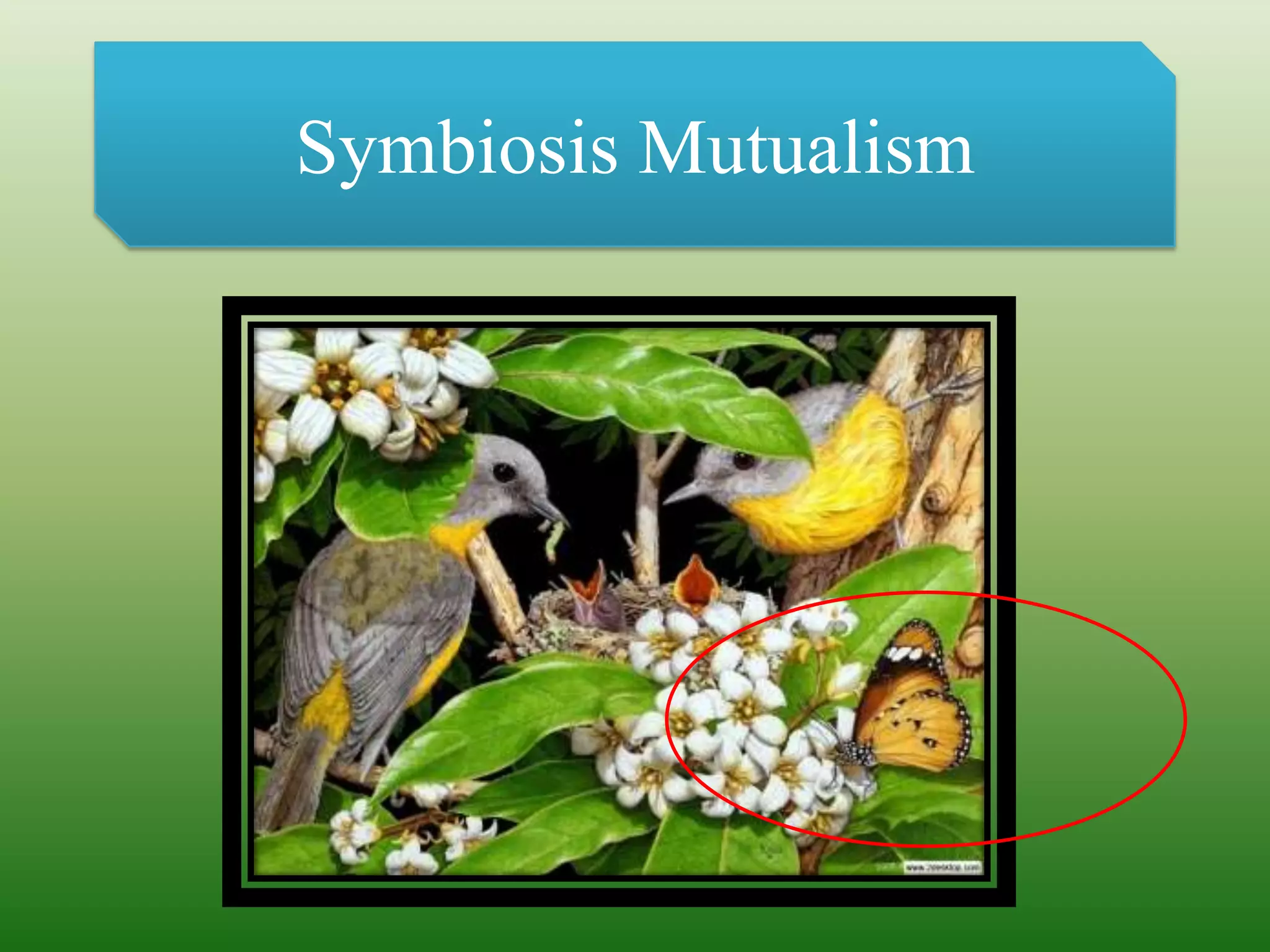 Symbiosis mutualism | PPTX