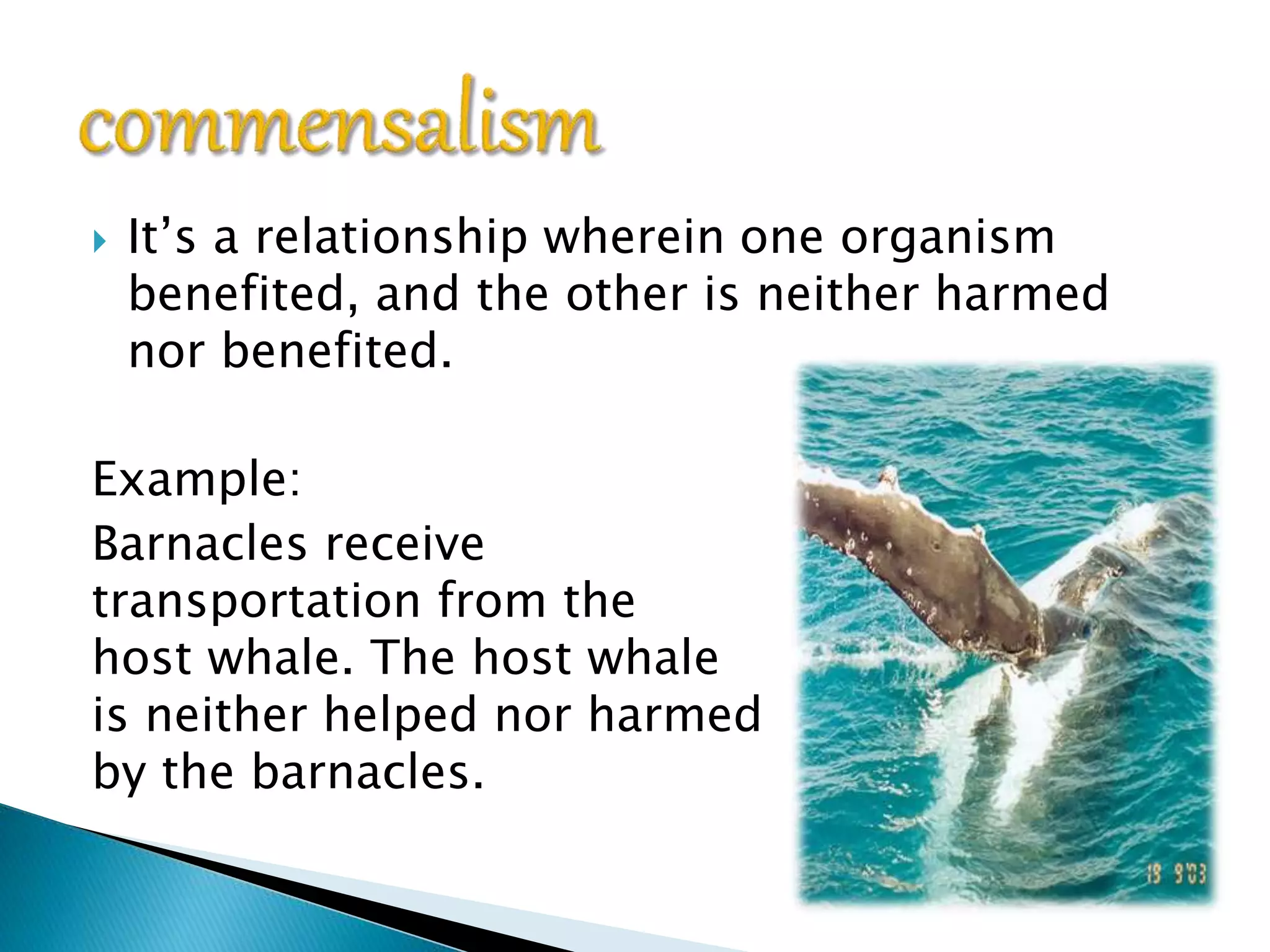 Symbiosis Presentation.pptx