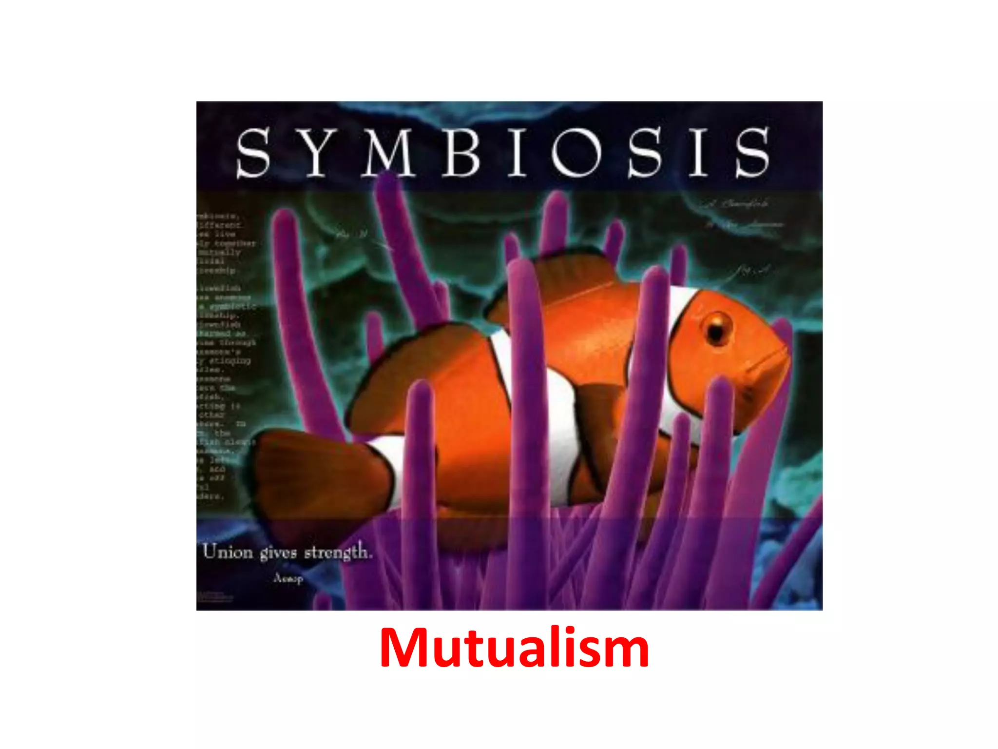 Symbiosis relationships | PDF