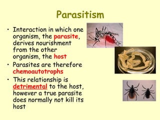 Symbiotic Relationships | PPT