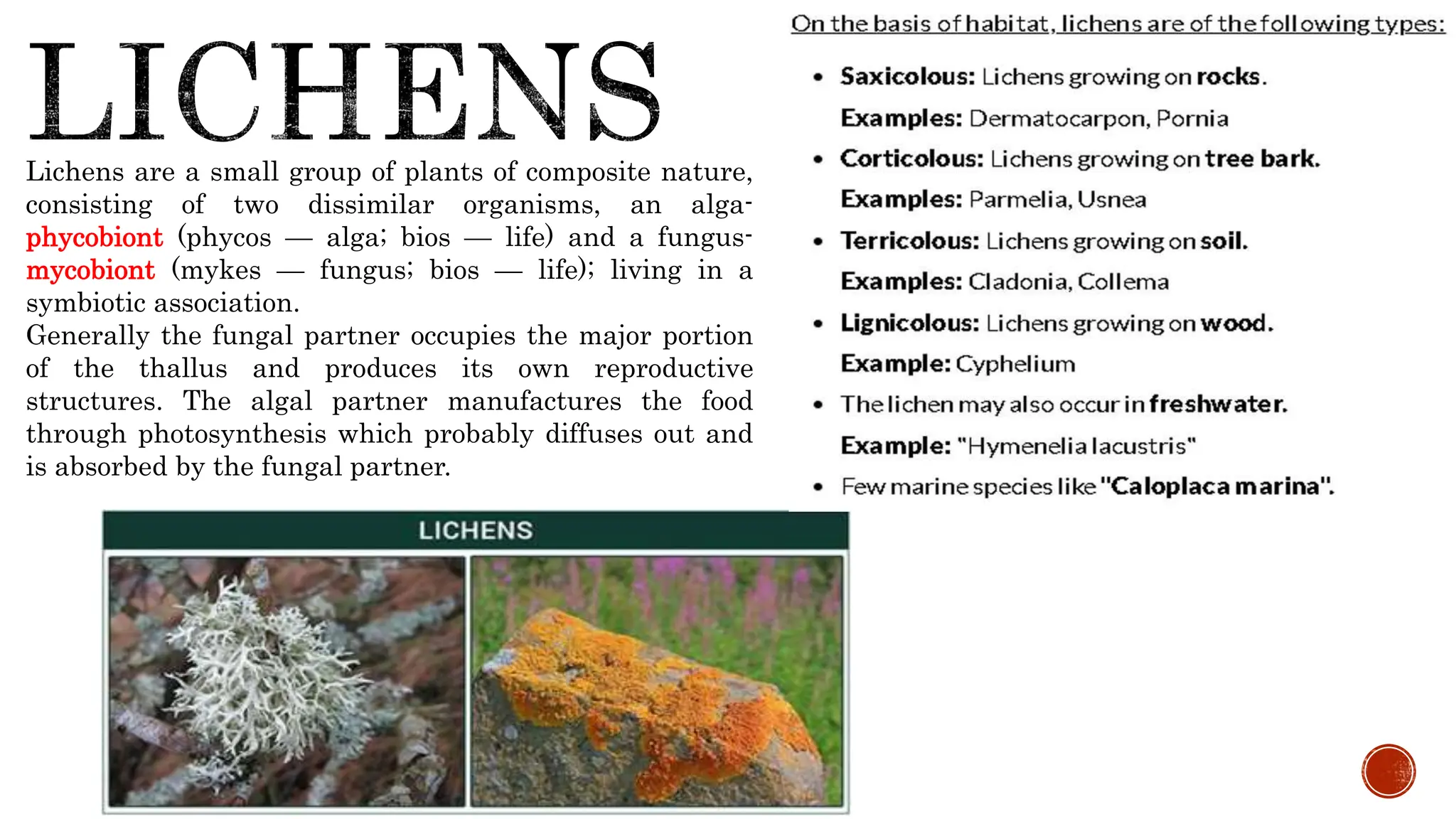 Introduction and significance of Symbiotic algae | PPTX