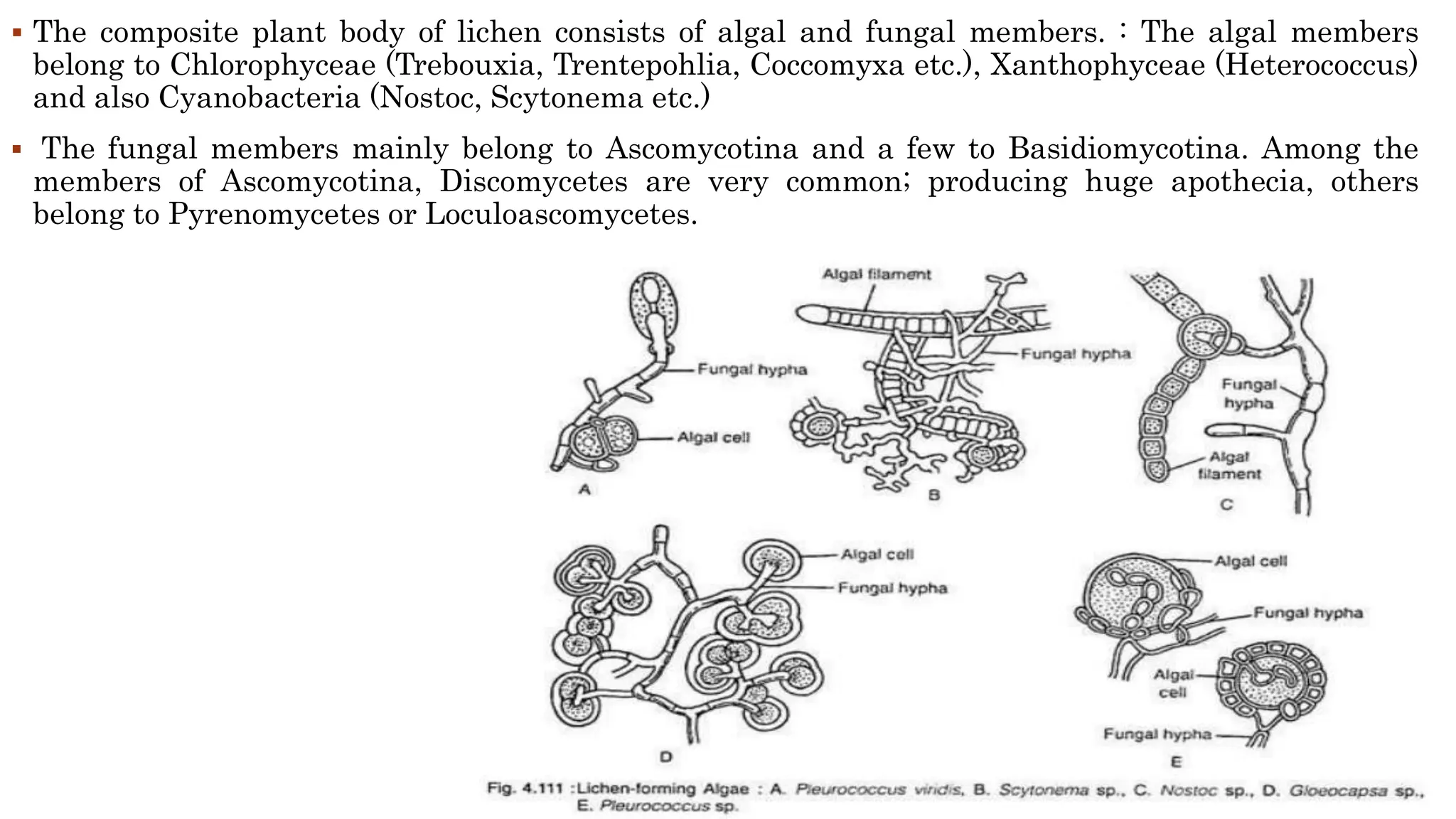 Introduction and significance of Symbiotic algae | PPTX