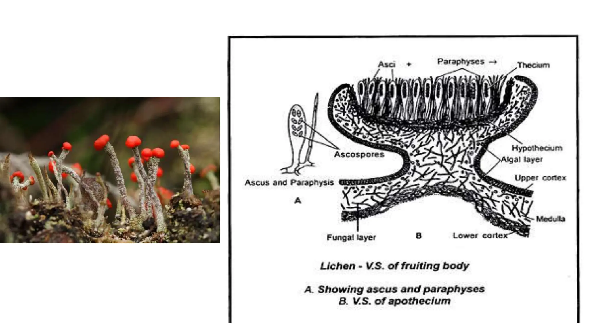 Introduction and significance of Symbiotic algae | PPTX