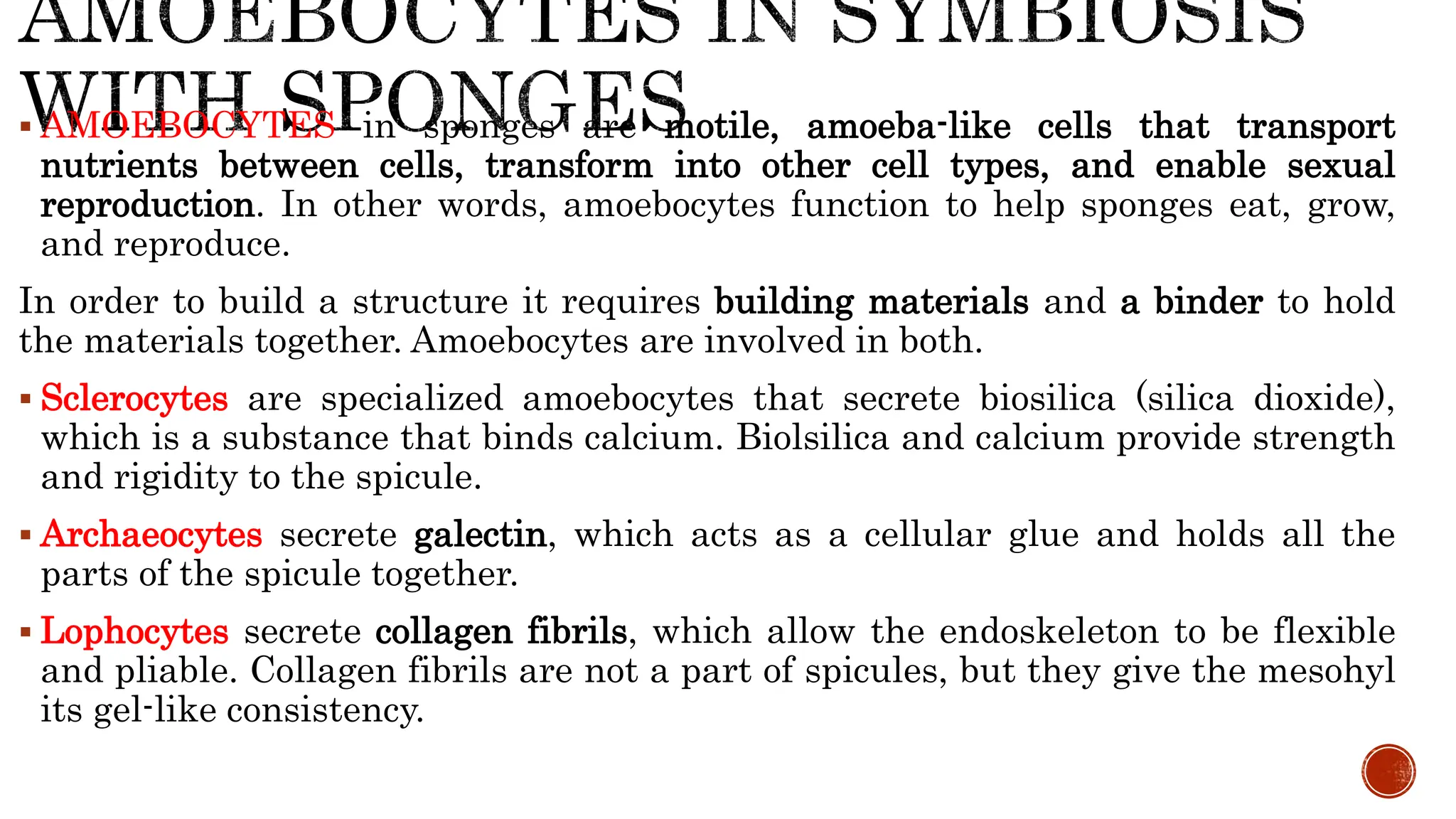 Introduction and significance of Symbiotic algae | PPTX