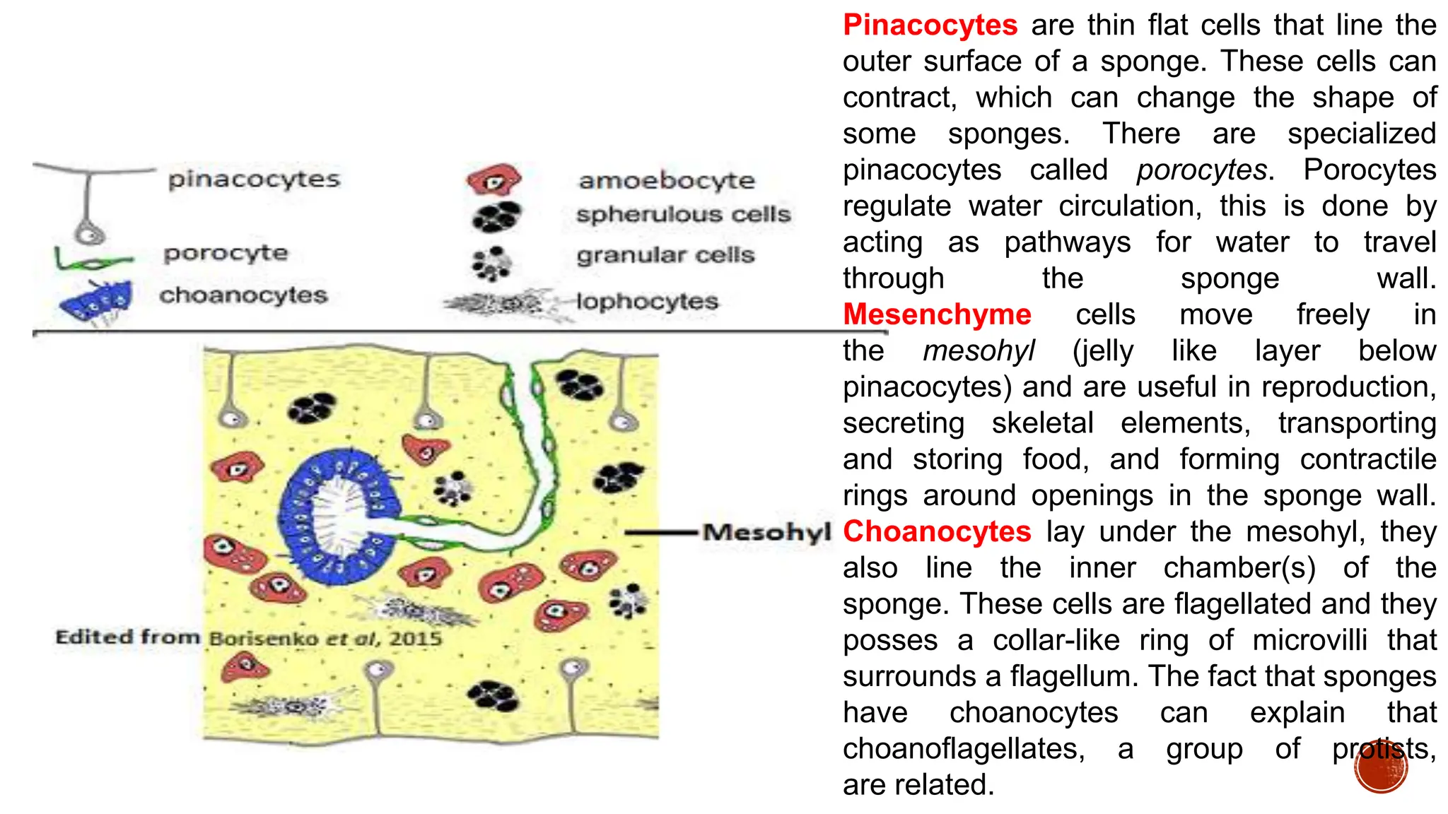 Introduction and significance of Symbiotic algae | PPTX