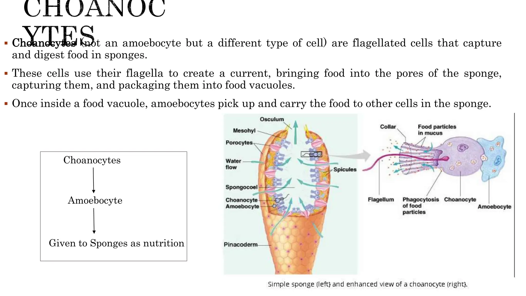Introduction and significance of Symbiotic algae | PPTX