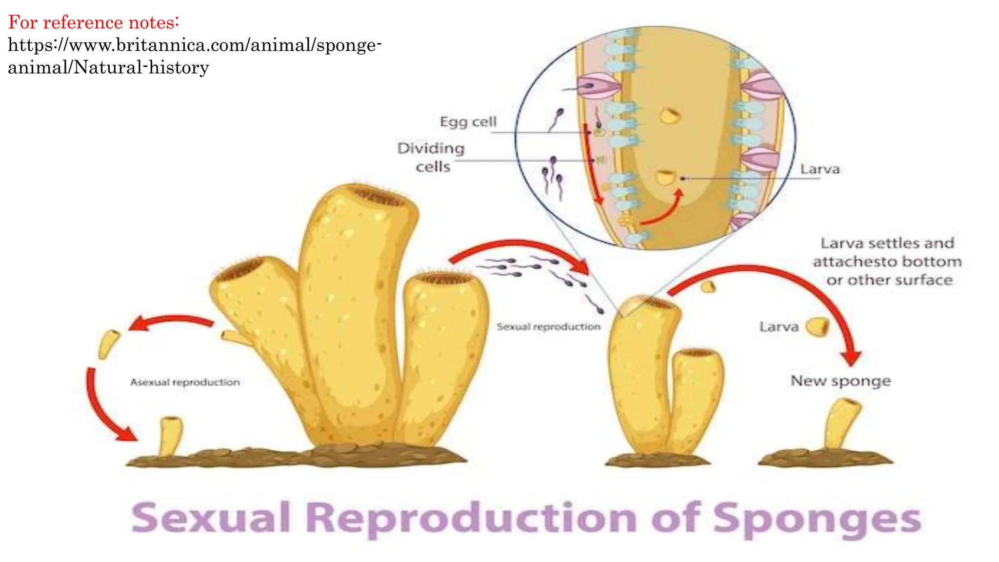 Introduction and significance of Symbiotic algae | PPTX