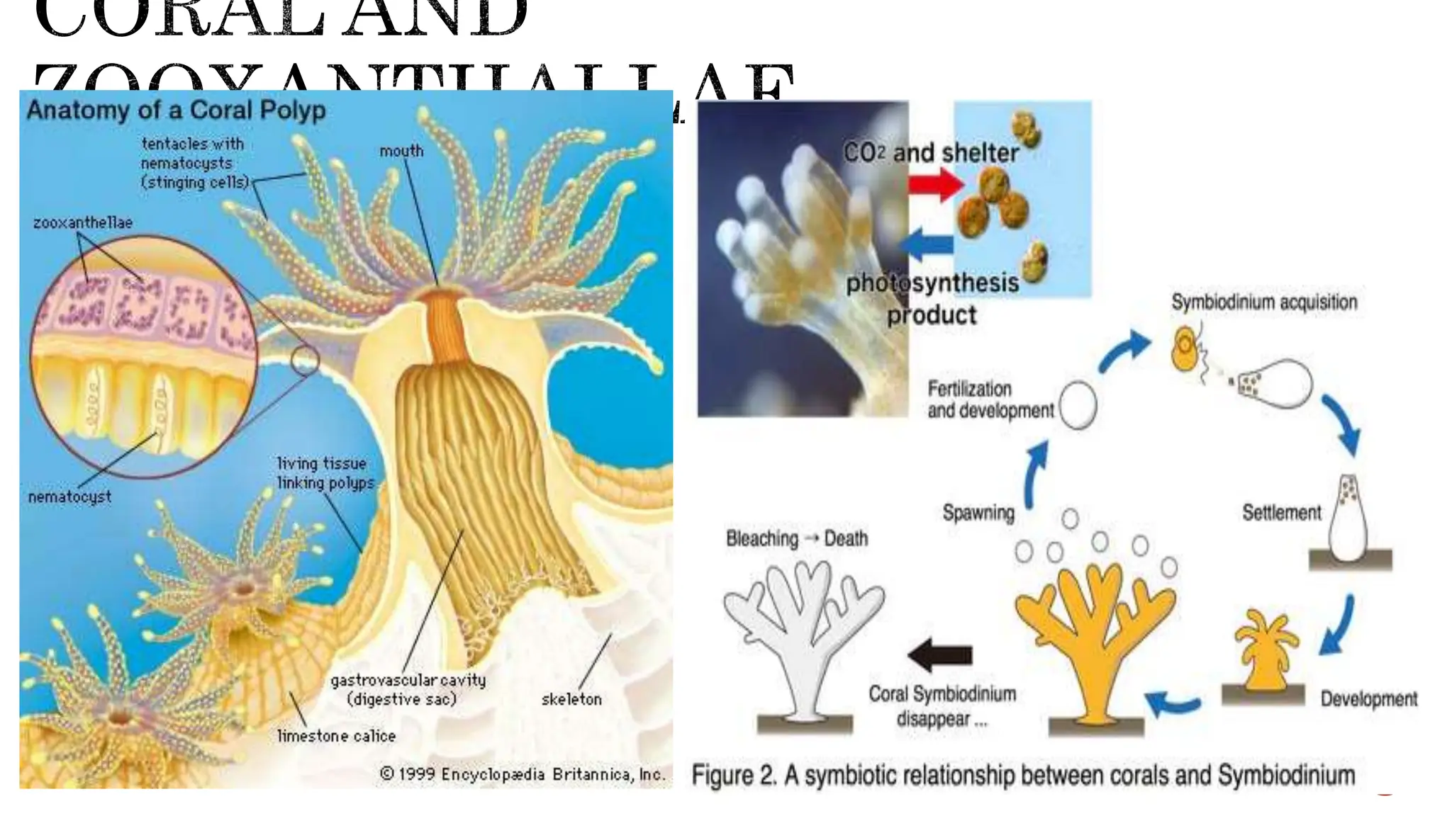 Introduction and significance of Symbiotic algae | PPTX