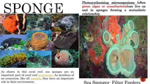 Introduction and significance of Symbiotic algae | PPTX | Geography ...