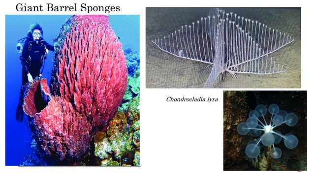 Introduction and significance of Symbiotic algae | PPTX | Geography ...