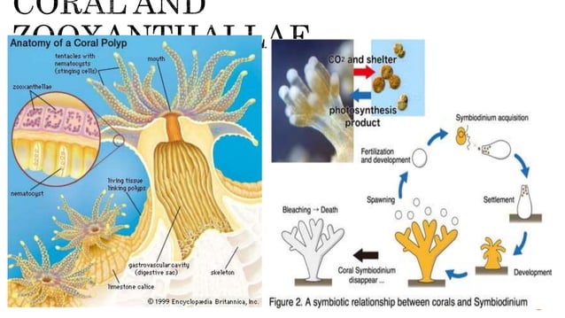 Introduction and significance of Symbiotic algae | PPTX | Geography ...