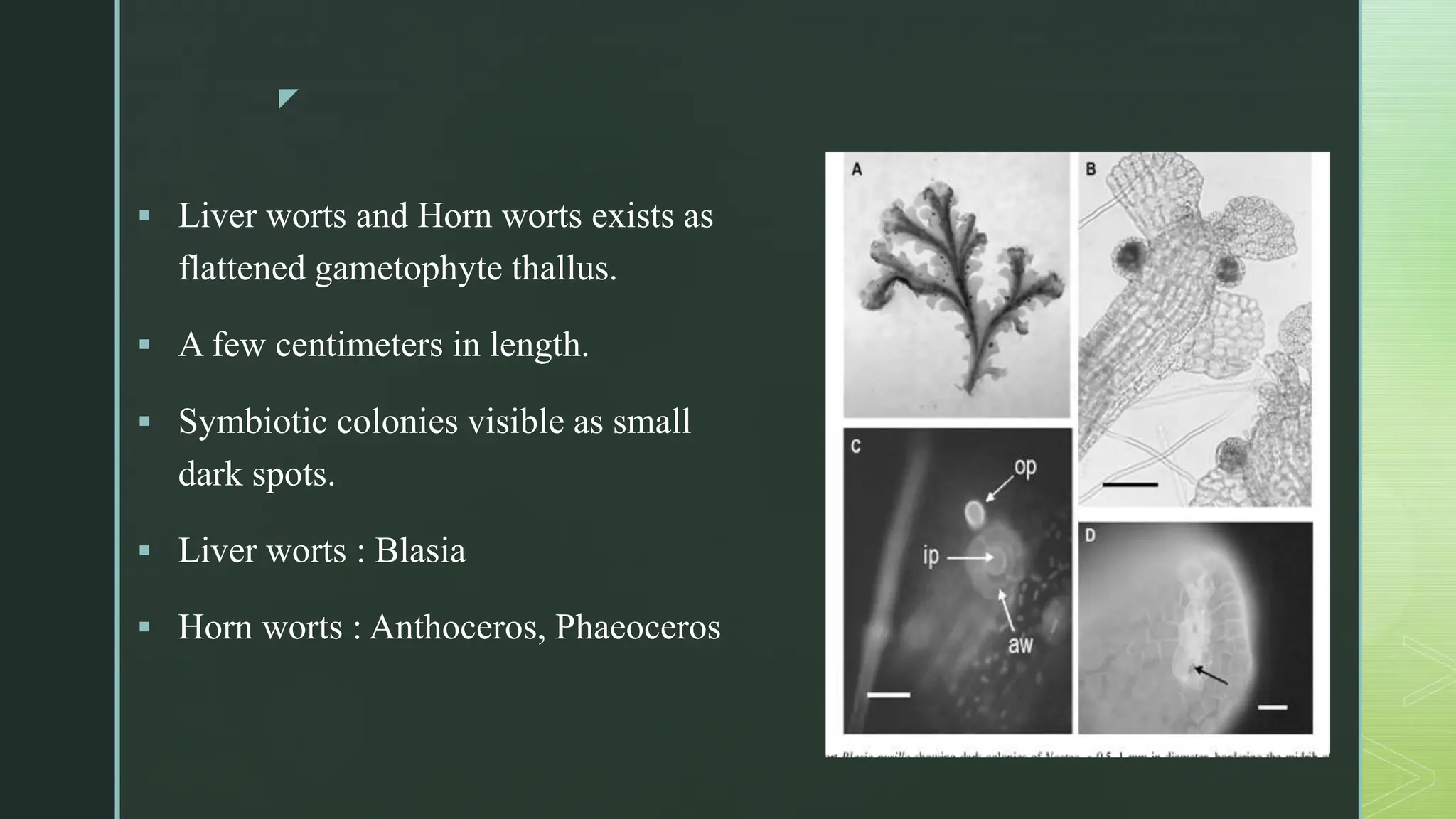Symbiotic associations of bryophytes.pptx