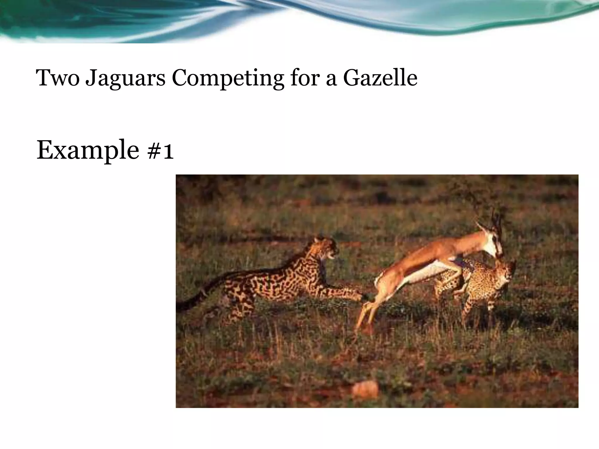 Symbiotic competition | PPTX