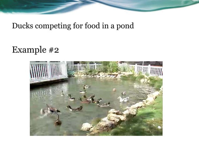 Symbiotic competition | PPT