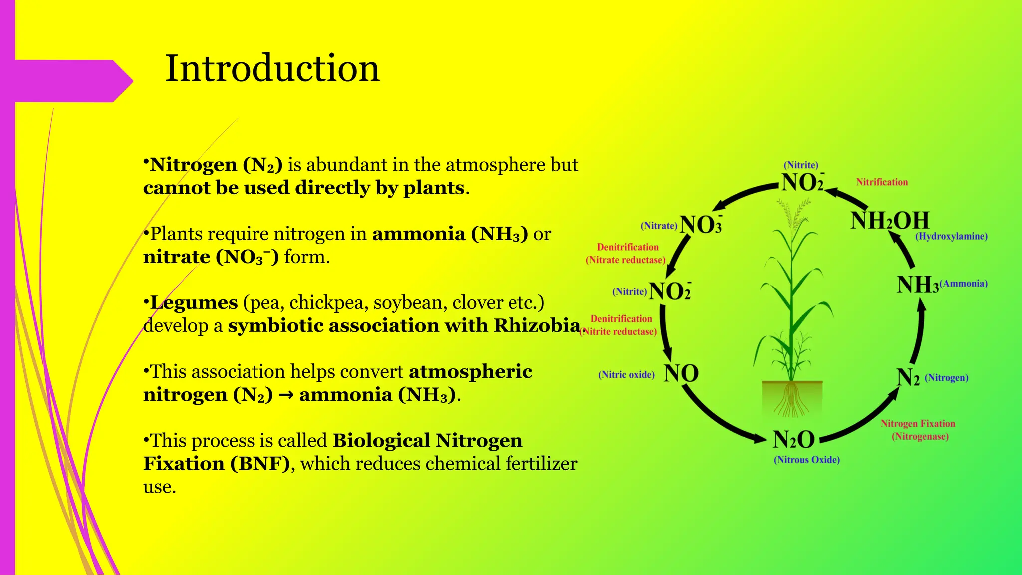 Symbiotic Nitrogen Fixing Association Between Rhizobia & Legumes.pptx