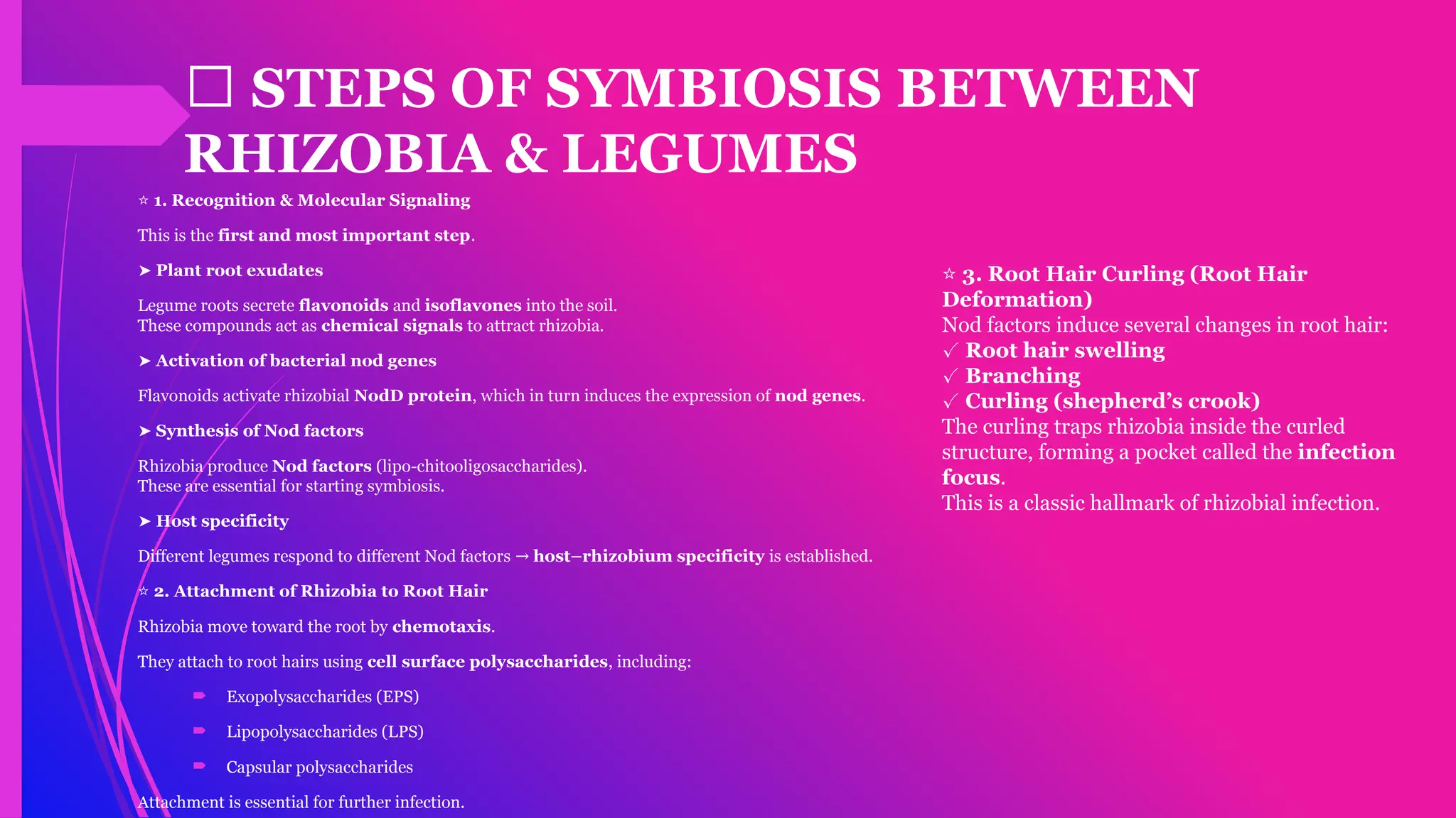 Symbiotic Nitrogen Fixing Association Between Rhizobia & Legumes.pptx