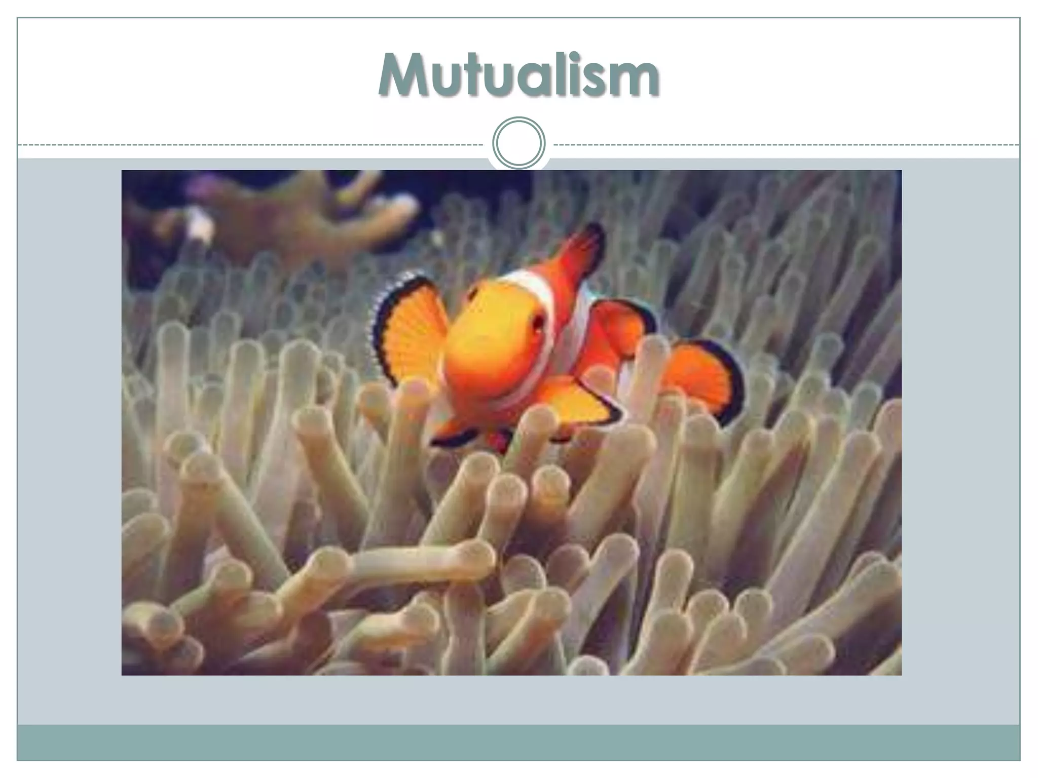 Symbiotic relations | PPT