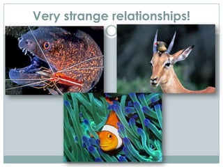 Symbiotic relations | PPT