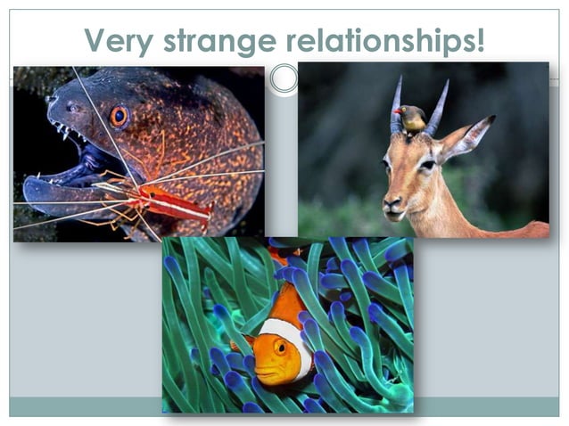 Symbiotic relations | PPT