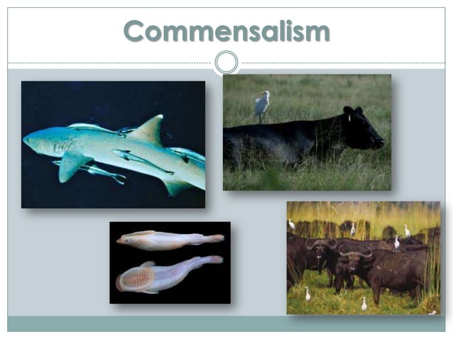 Symbiotic relations | PPT