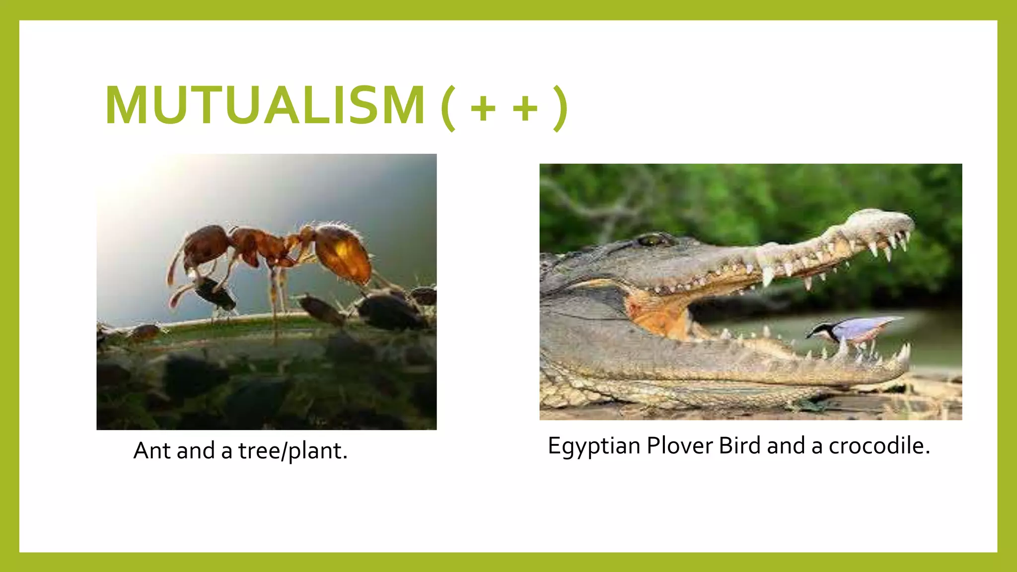 Symbiotic relationship revised.pptx