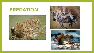 Symbiotic relationship revised.pptx