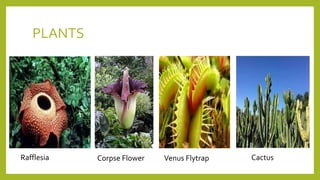 Symbiotic relationship revised.pptx