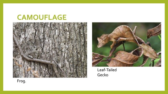 Symbiotic relationship revised.pptx