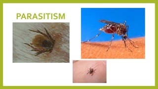 Symbiotic relationship revised.pptx