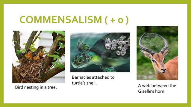 Symbiotic relationship revised.pptx