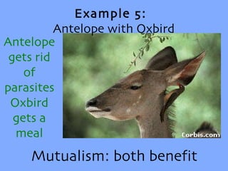 Symbiotic relationships ch18, sxn3 part 2 qw | PPT