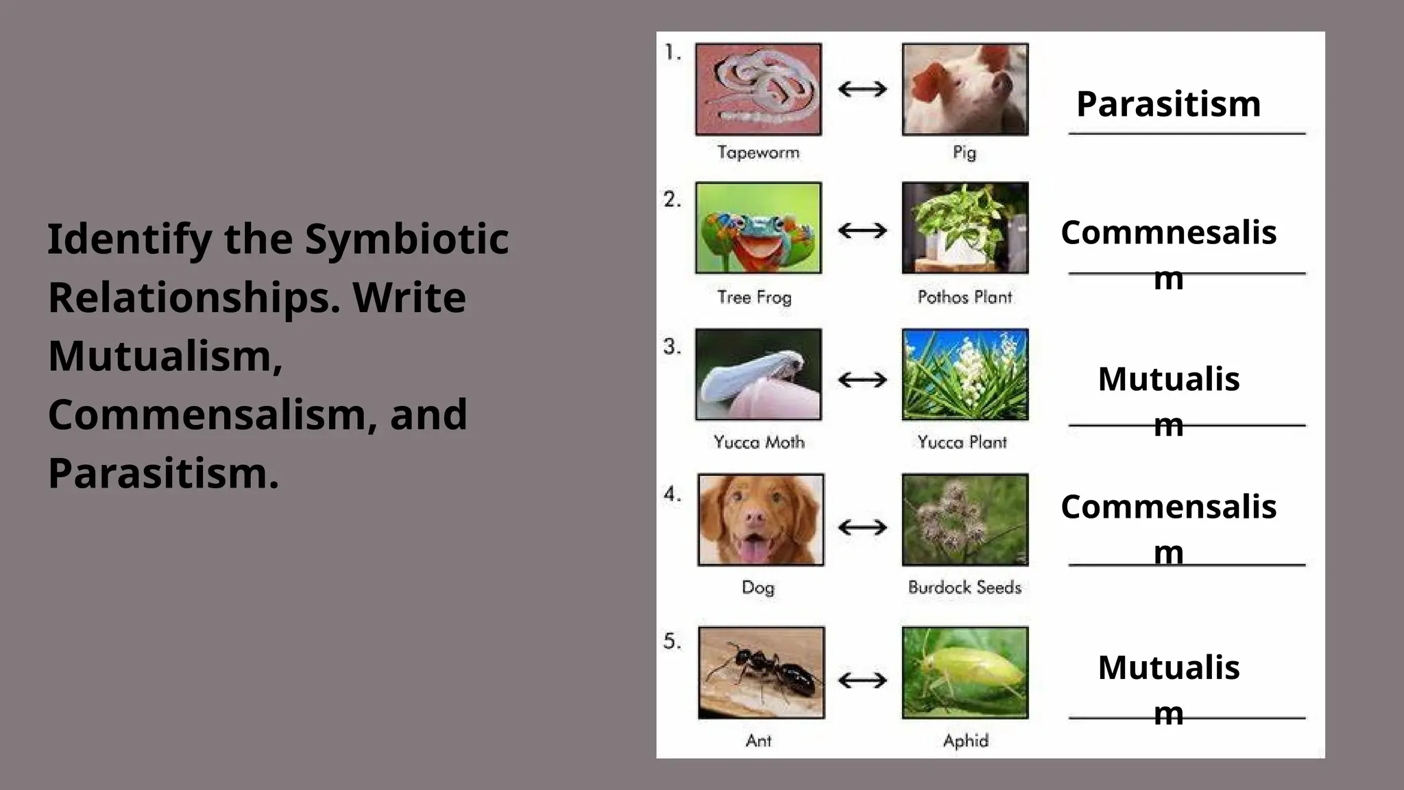 Symbiotic Relationships Science in 6.pptx