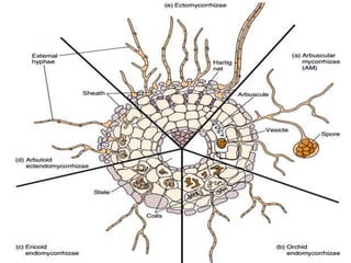 Endomycorrhizae Slide